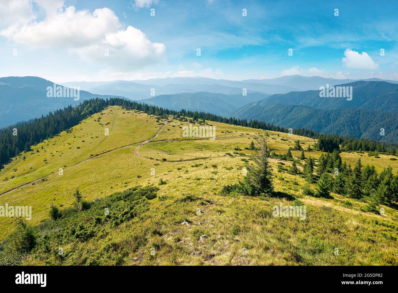 carpathian mountain landscape in summertime. beautiful countryside scenery with trees on the ...