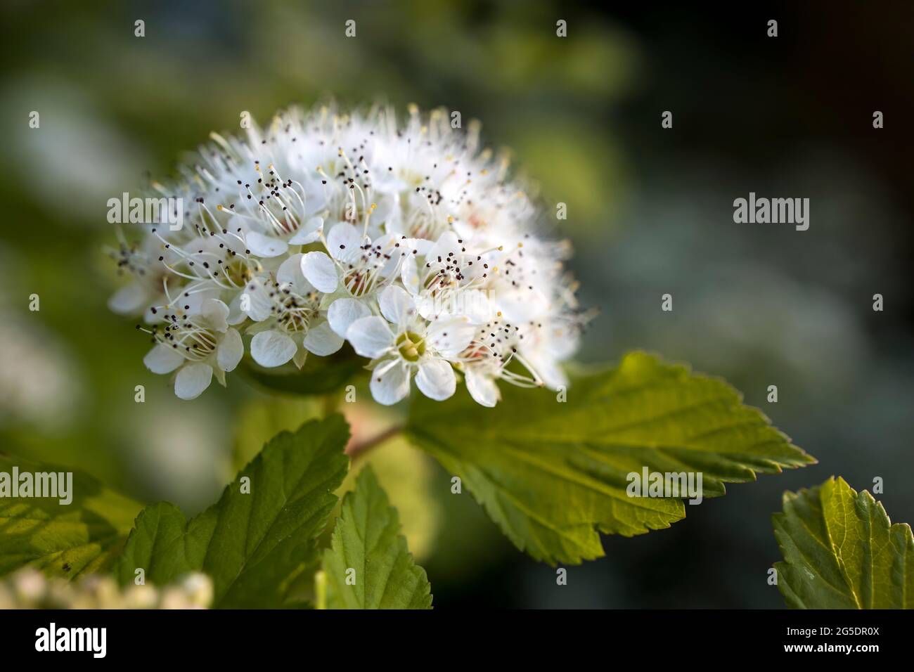Purple leaved ninebark hi-res stock photography and images - Alamy