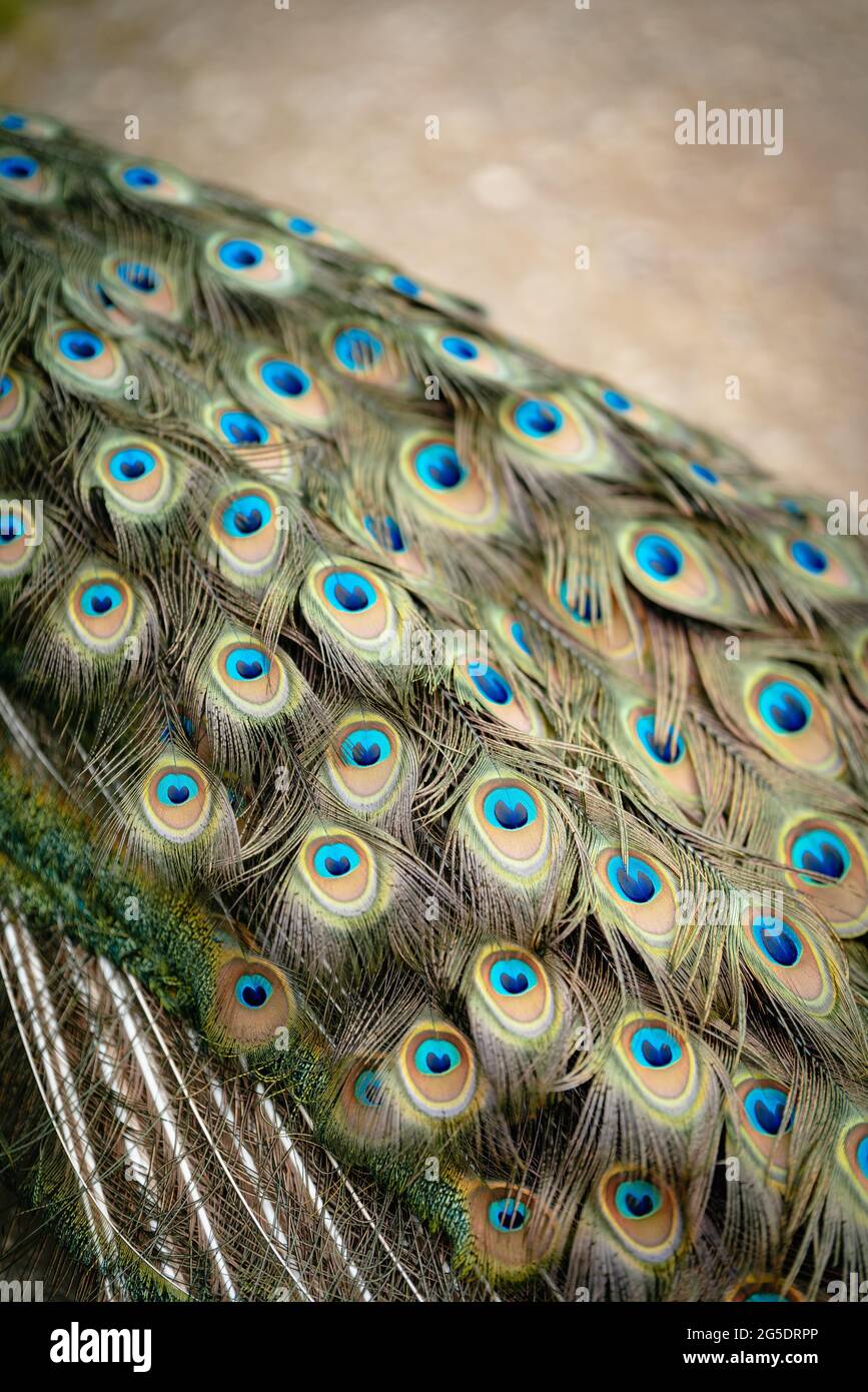 Beautiful colored feathers hi-res stock photography and images - Alamy