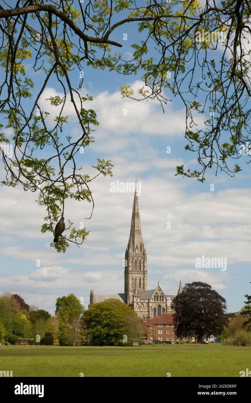 Salisbury Cathedral as seen from the Harnham water meadows, Wiltshire ...