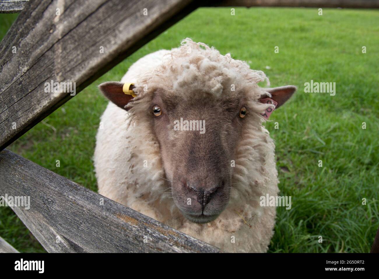 rare breed ewe on smallholding looking through fence, England Stock ...