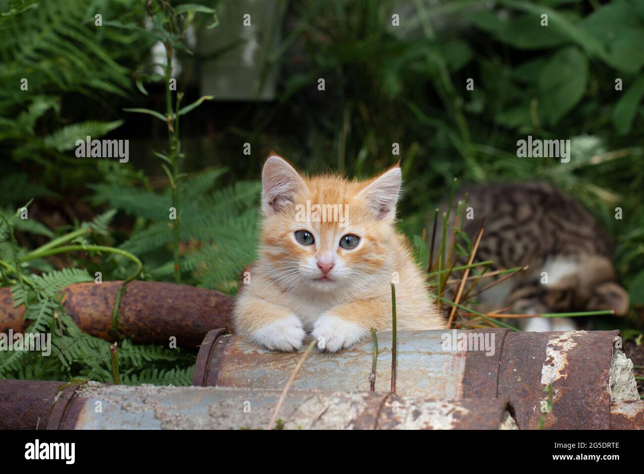 Young striped red kitten relaxing outdoor Stock Photo - Alamy