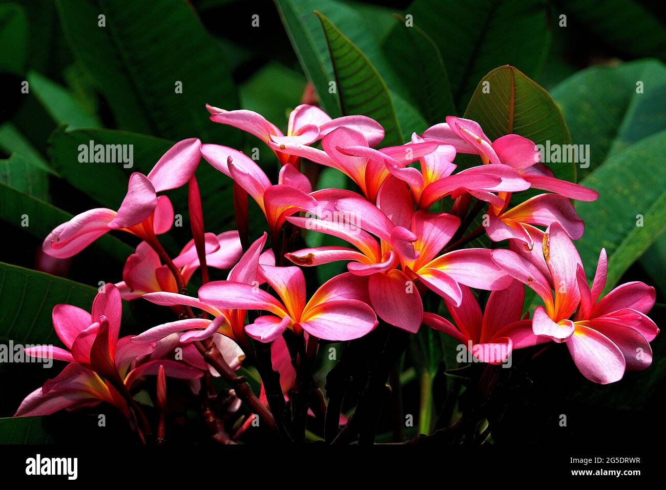 Plumerias hi-res stock photography and images - Alamy