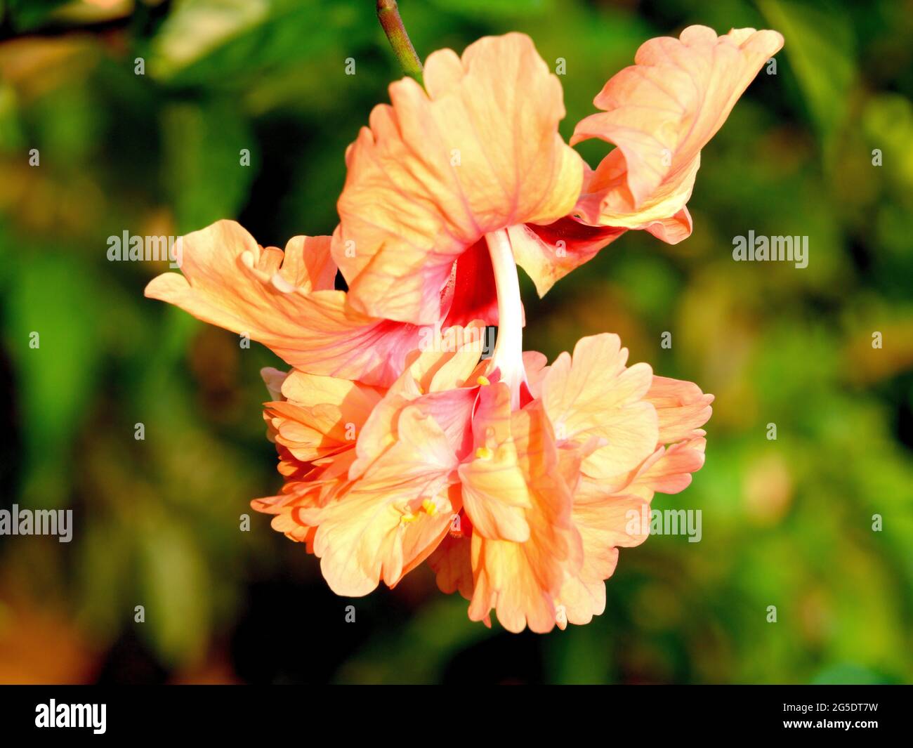 An orange hibiscus in unique shape Stock Photo - Alamy
