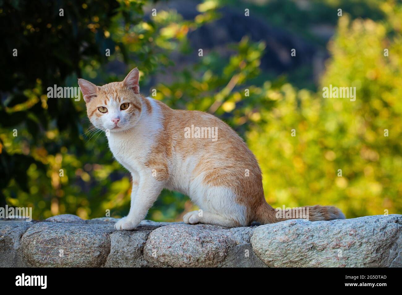 Red cat basking in hi-res stock photography and images - Alamy