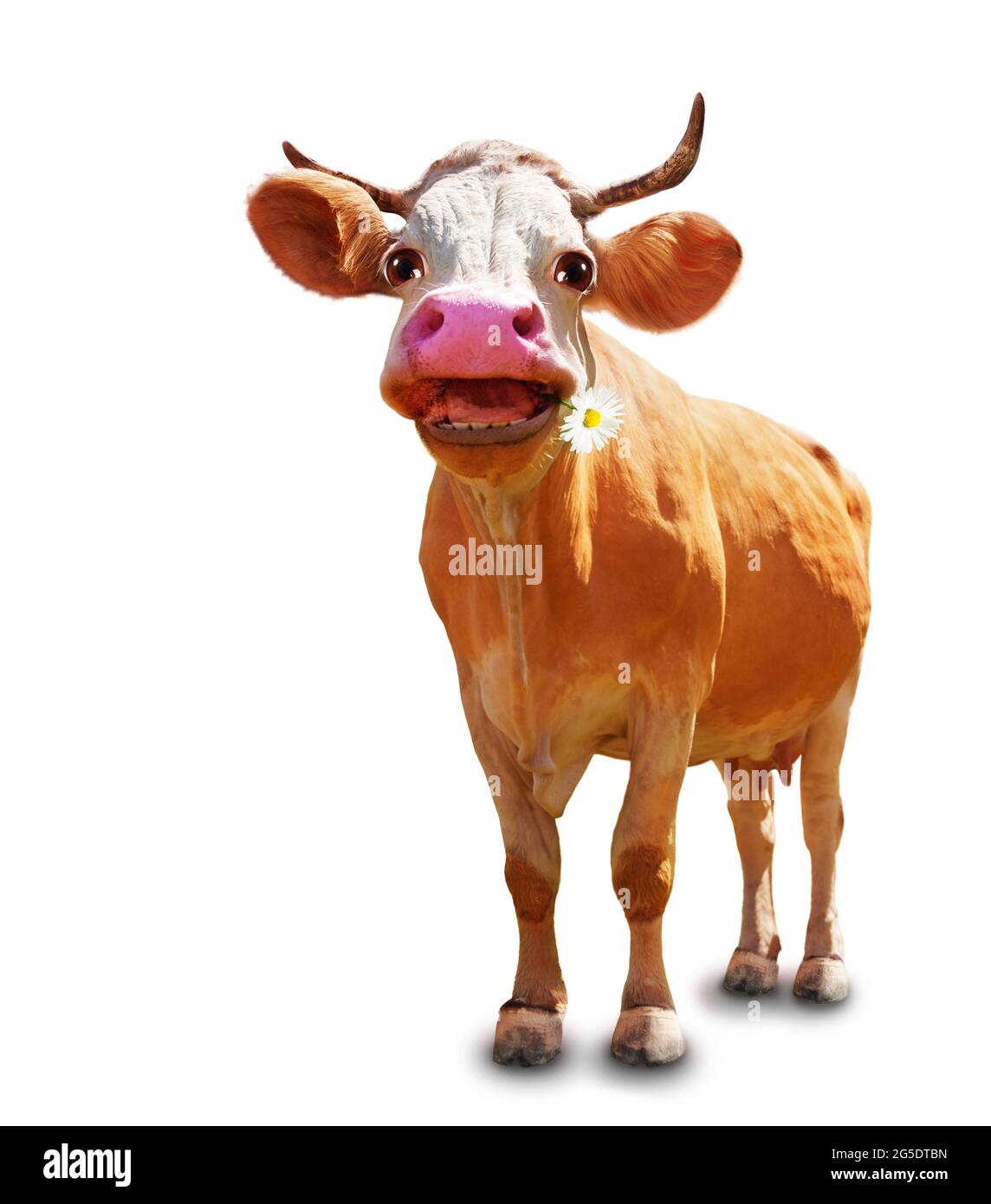 Livestock focus Cut Out Stock Images & Pictures - Alamy