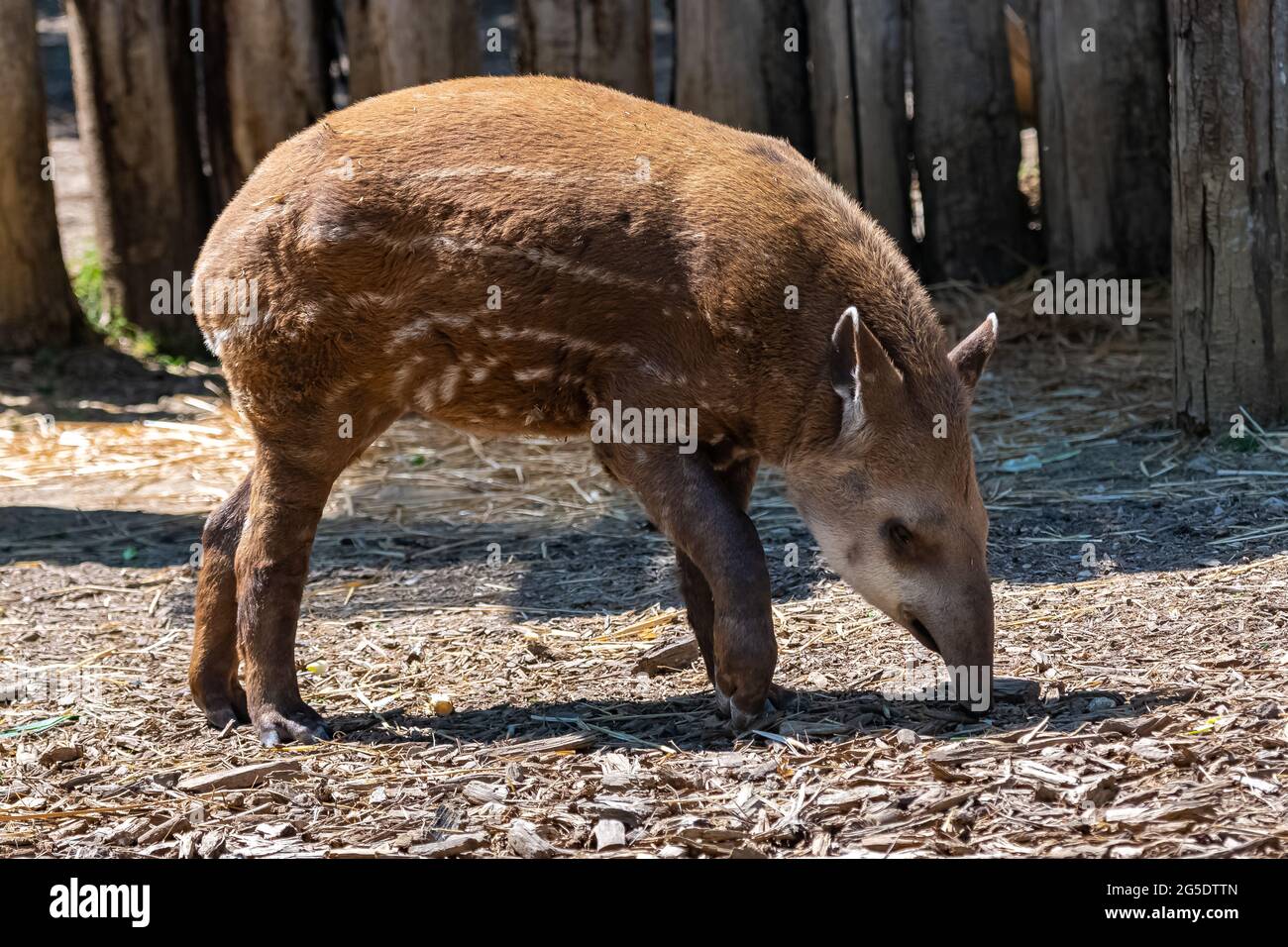 A young tapir walking, cute animal Stock Photo - Alamy