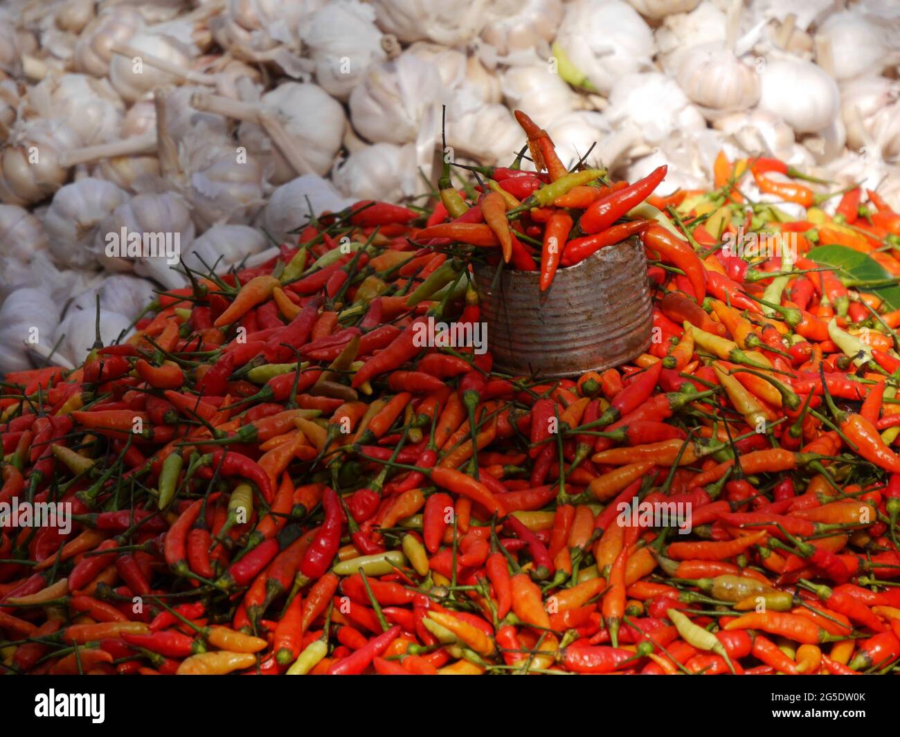 India pepper farming hi-res stock photography and images - Alamy