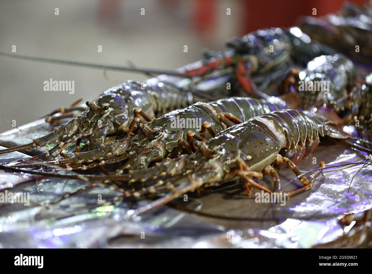 Shimp hi-res stock photography and images - Alamy