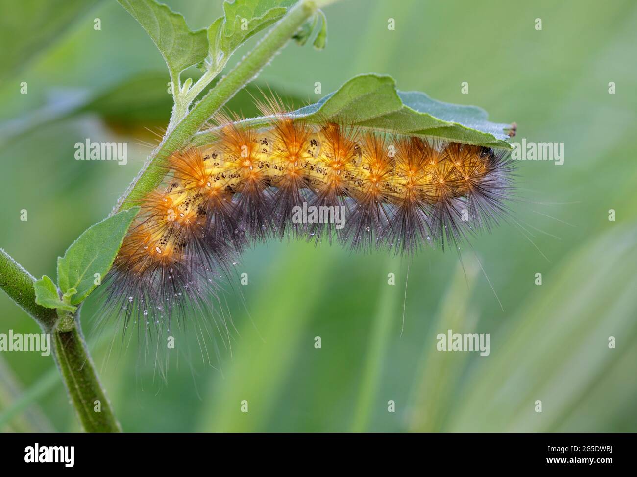Salt marsh moth (Estigmene acrea) caterpillar, galveston, Texas, USA ...