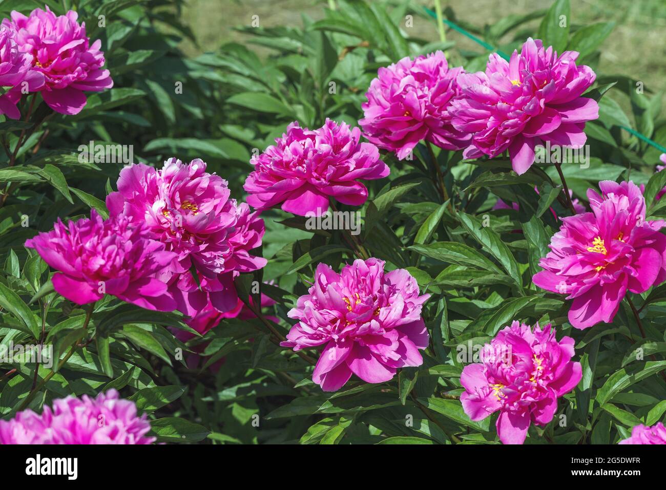 Peony Clemeanceau France is a double, spherical, dense flower. Large up ...