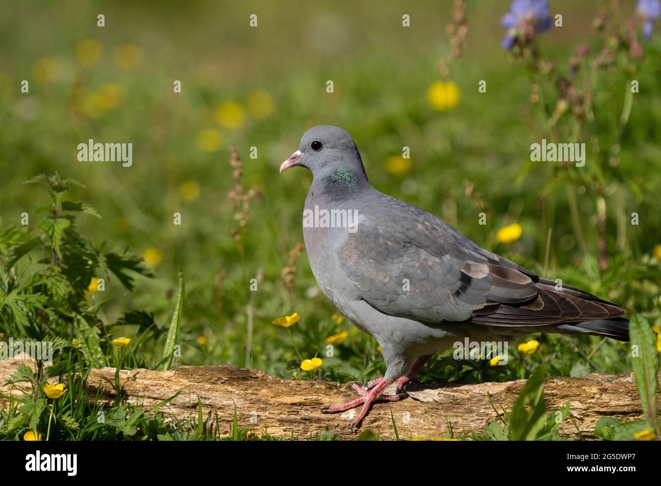 Stock Dove (Columba oenas) taken at Forest Farm, Cardif Stock Photo - Alamy