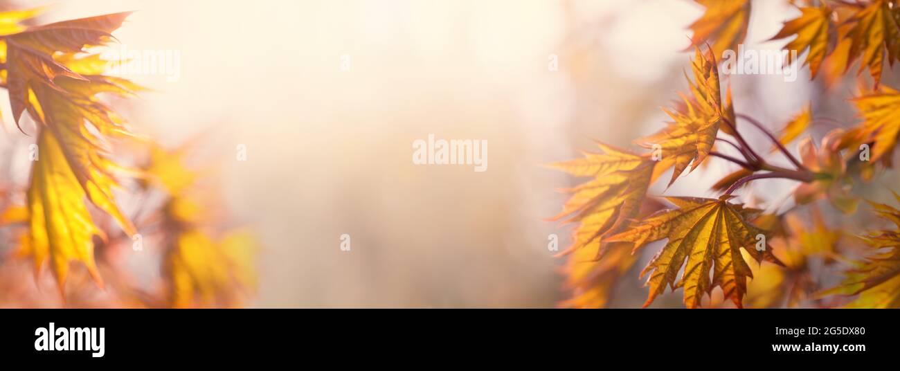 Beautiful autumn landscape banner background with orange leaves and sun ...