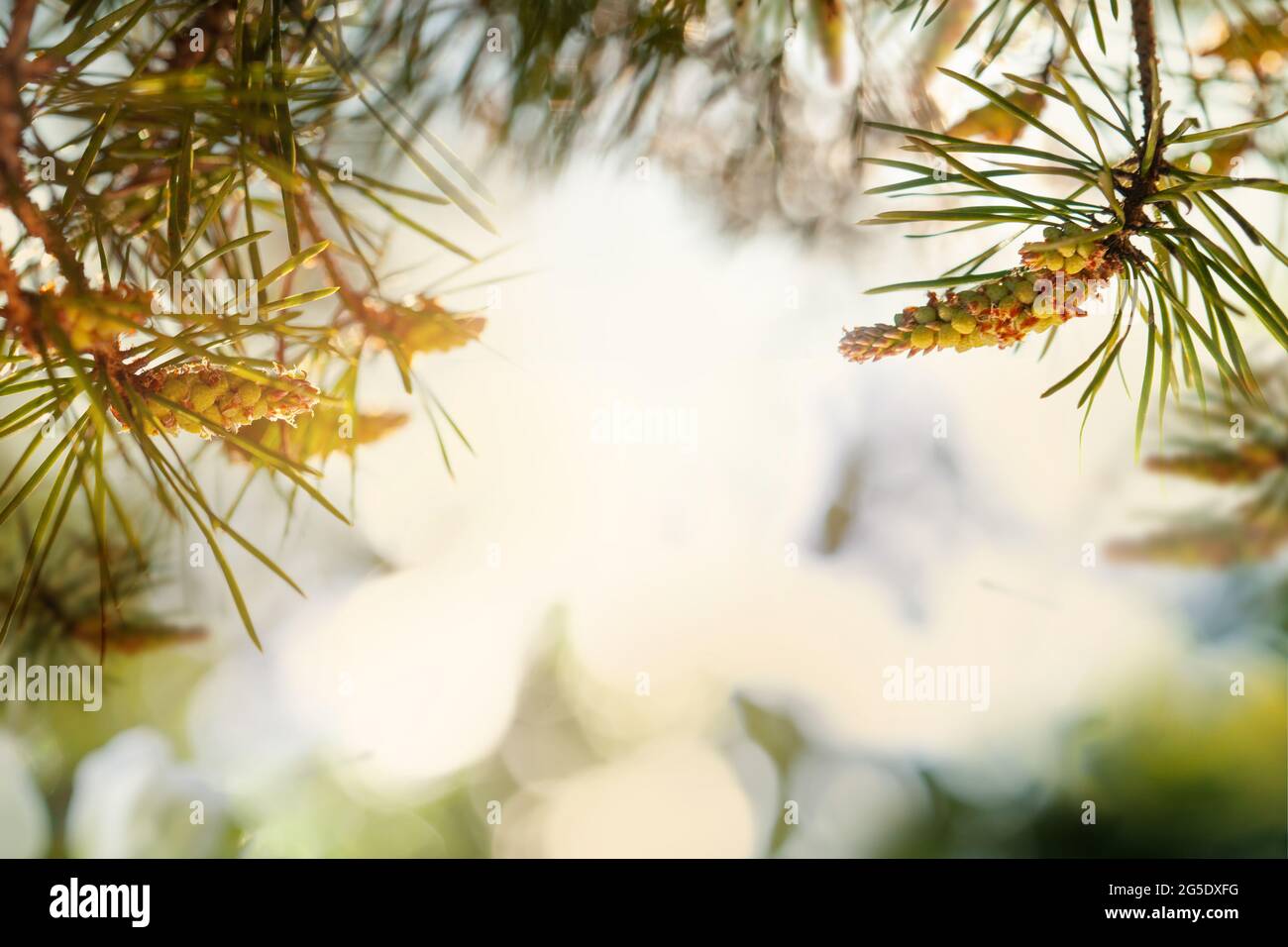 Spring spruce background with sun light Stock Photo - Alamy