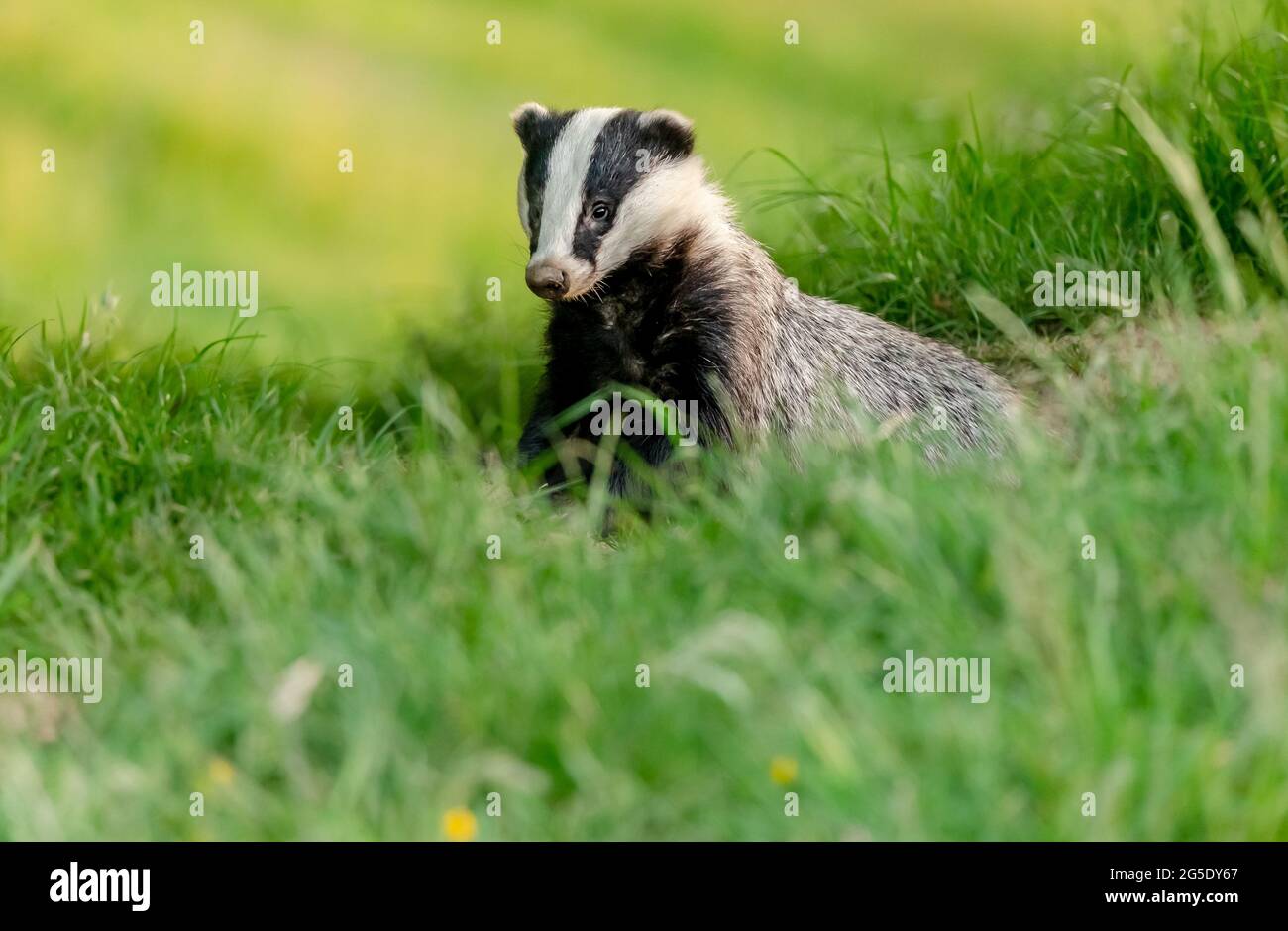 Badger, Scientific name: Meles Meles. Wild, native badger emerging from ...