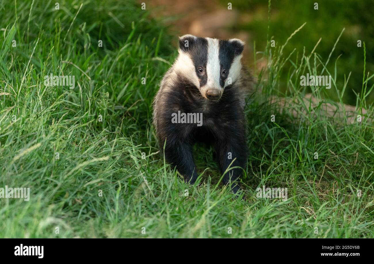 Badger close up hi-res stock photography and images - Alamy