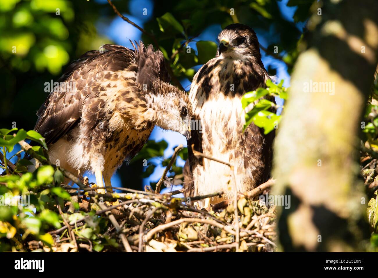 Two buzzard hi-res stock photography and images - Alamy