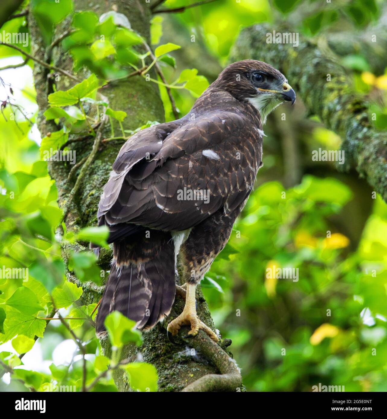 Common Buzzard branching out from the nest Stock Photo - Alamy