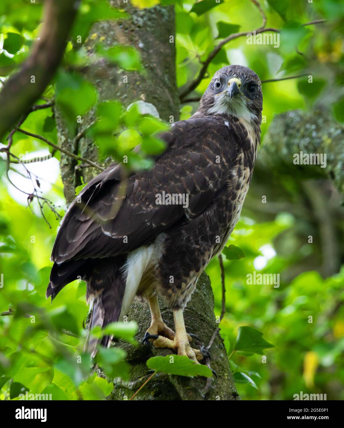 Common Buzzard branching out from the nest Stock Photo - Alamy