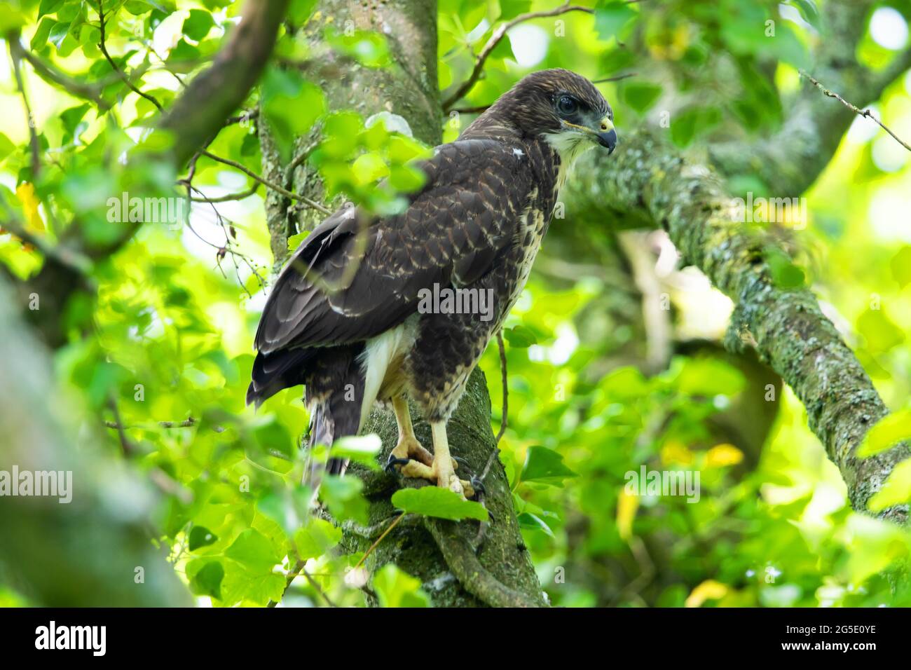 Common Buzzard branching out from the nest Stock Photo - Alamy