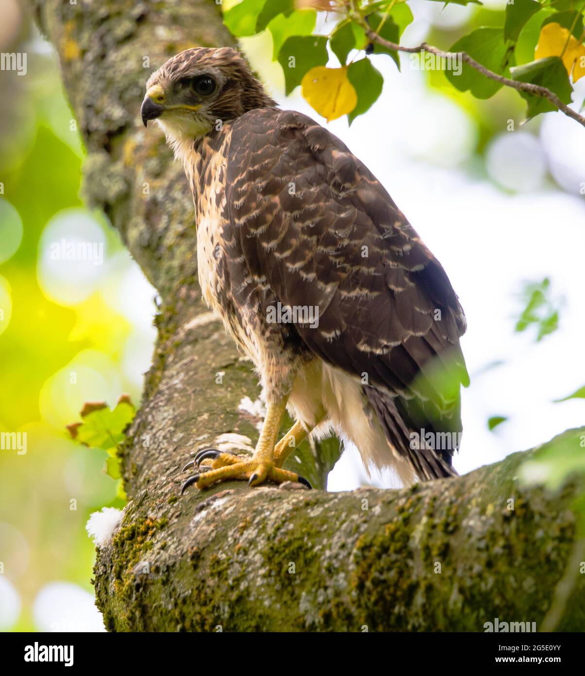 Common Buzzard branching out from the nest Stock Photo - Alamy