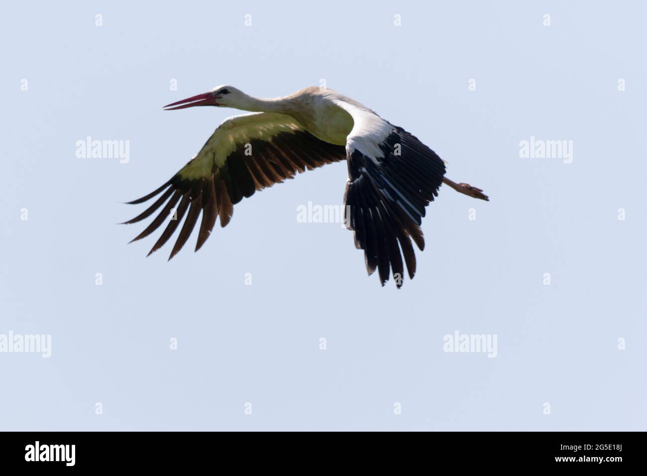 White stork with prey hi-res stock photography and images - Alamy
