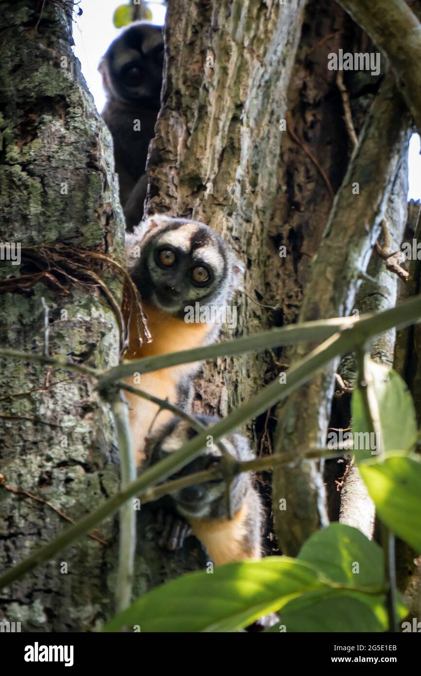 The Peruvian Night Monkey (Aotus miconax) is also known as the Owl ...