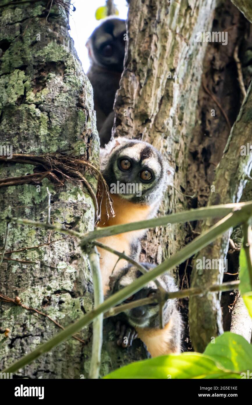The Peruvian Night Monkey (Aotus miconax) is also known as the Owl ...