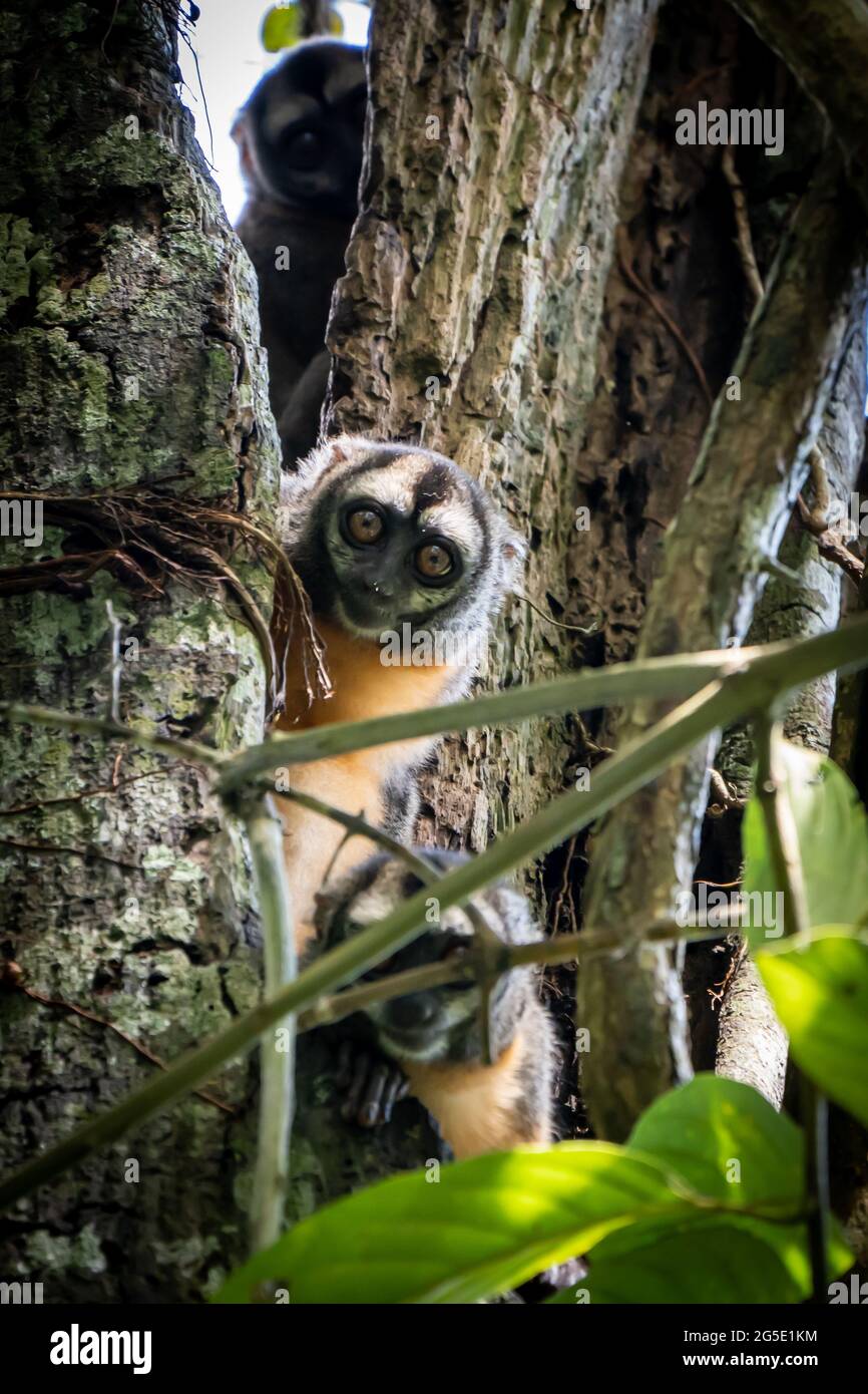Owl Monkey High Resolution Stock Photography and Images - Alamy