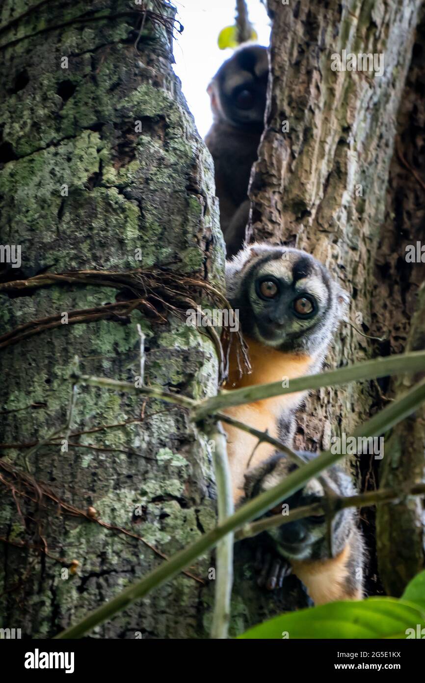 The Peruvian Night Monkey (Aotus miconax) is also known as the Owl ...