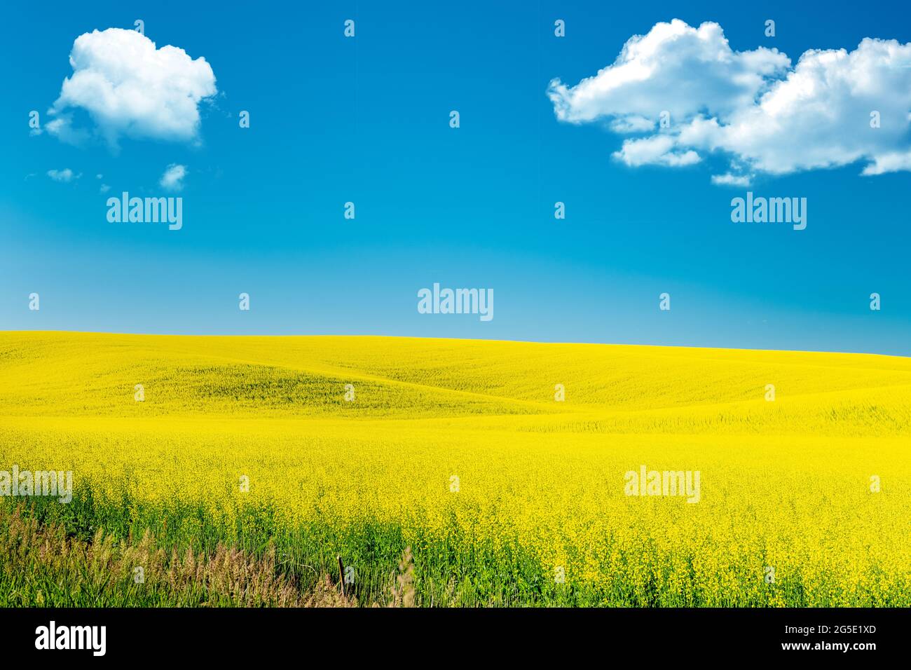 Canola in full bloom hi-res stock photography and images - Alamy