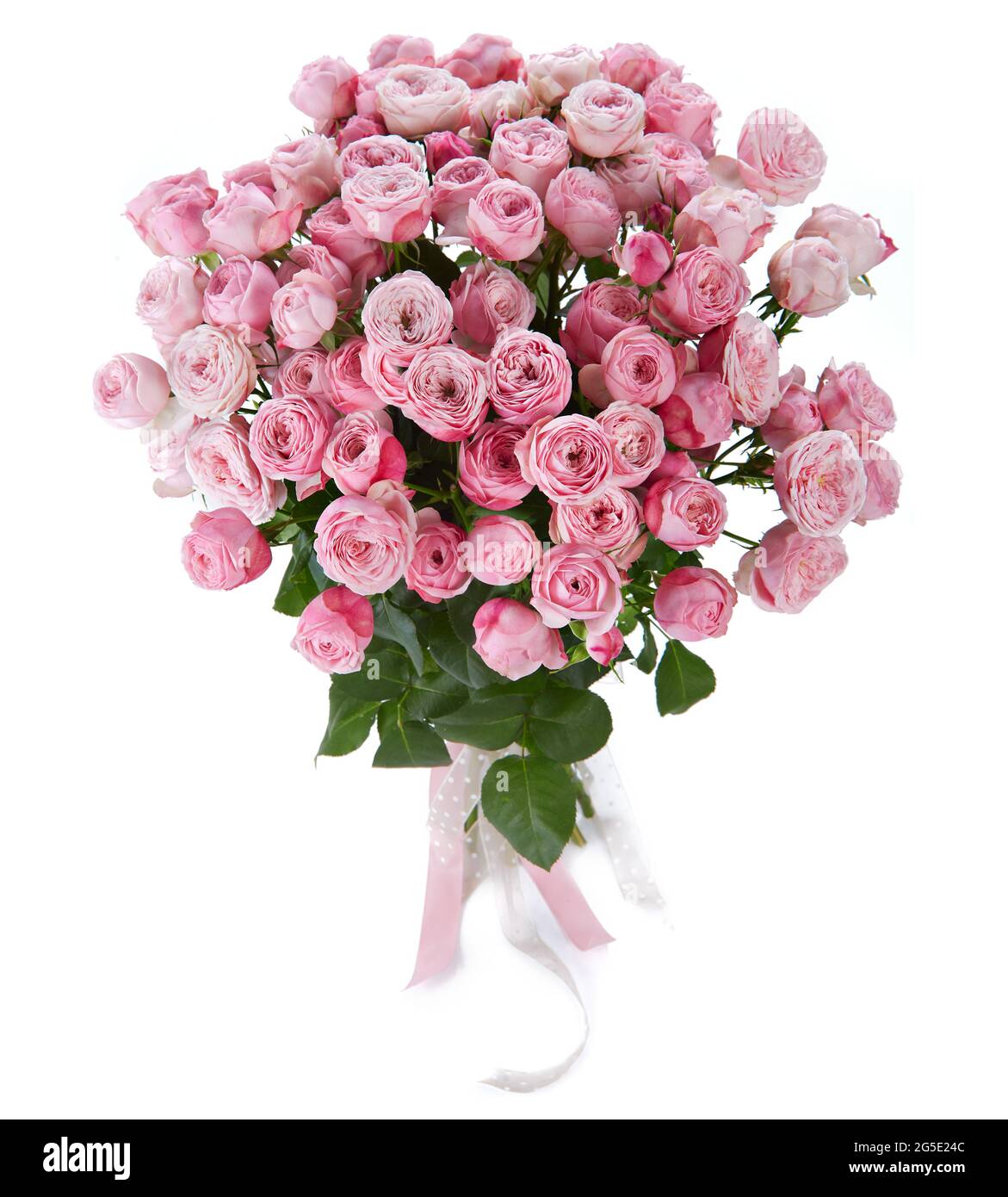 huge pink garden roses bouquet isolated on white background. luxury ...