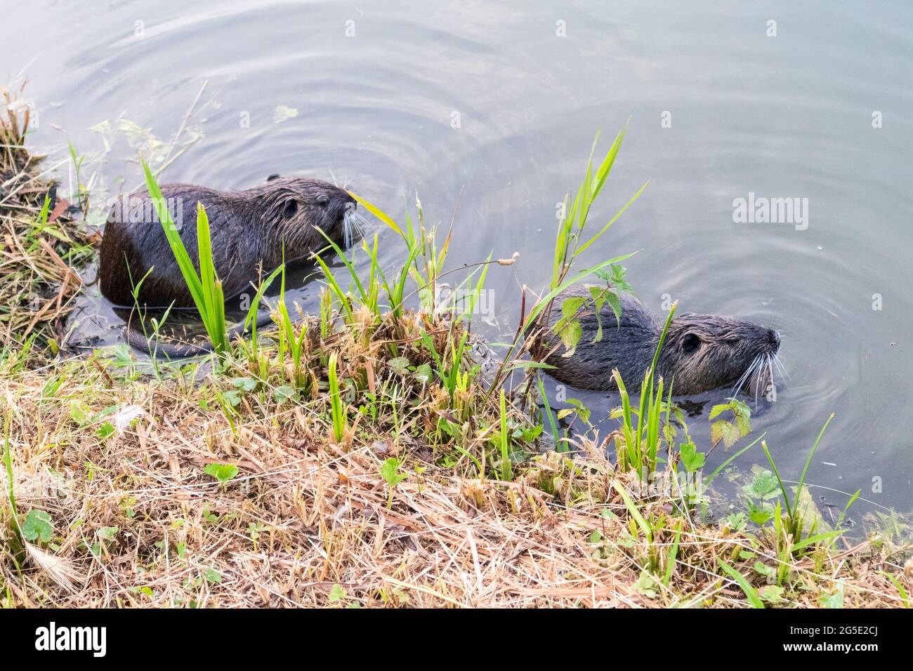 Pair of wild nutria, invasive rodent species, standing in the shallow ...