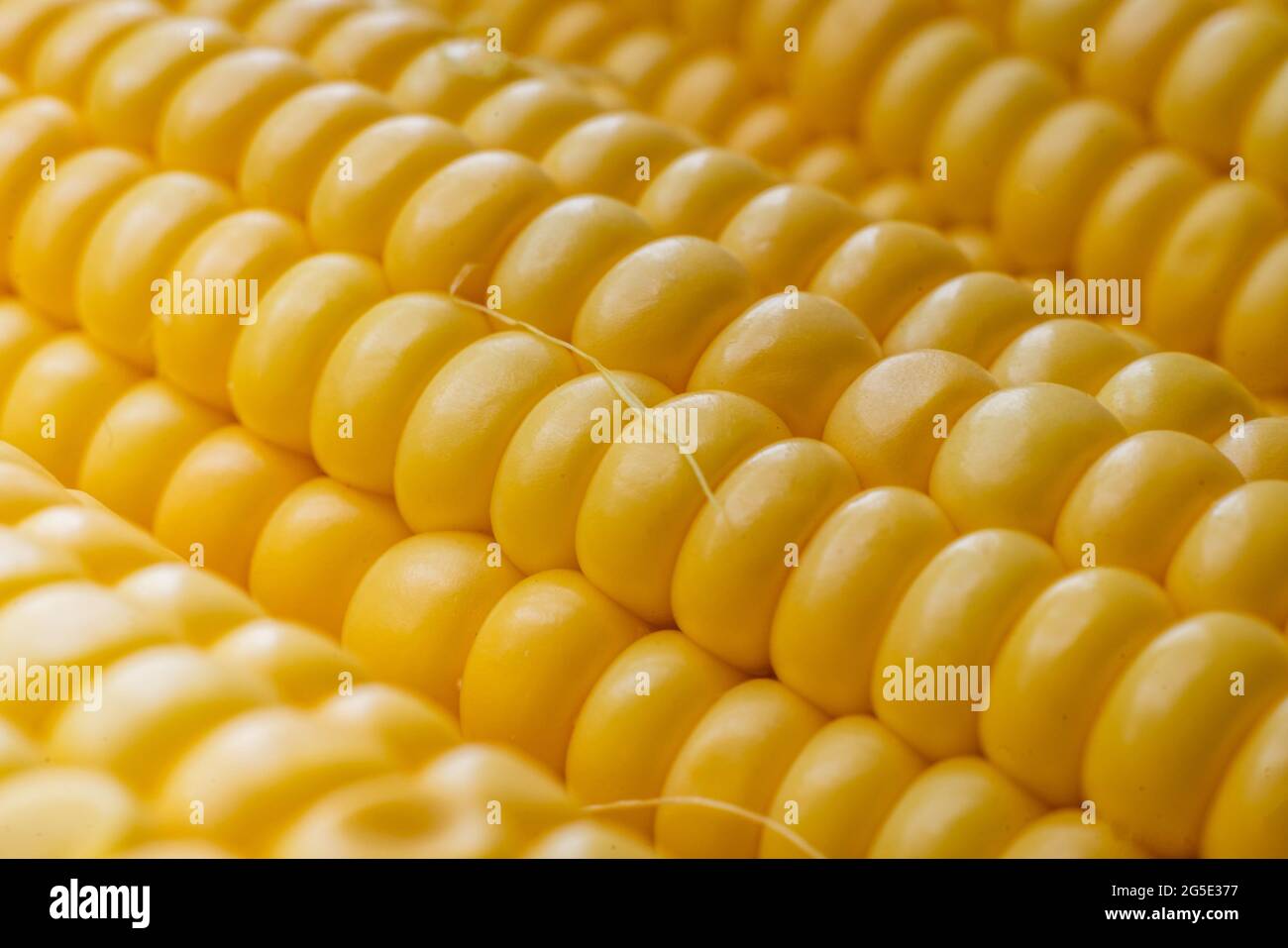macro close up corn seeds view texture of yellow color, agriculture ...