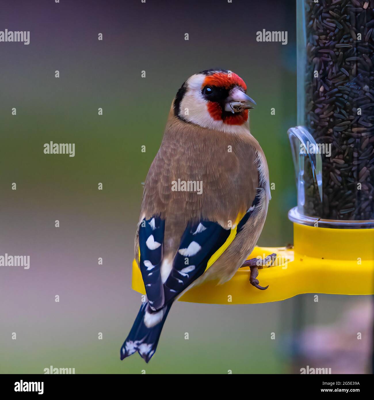 gold finch feeding on giger seeds from a niger seed feeder Stock Photo ...