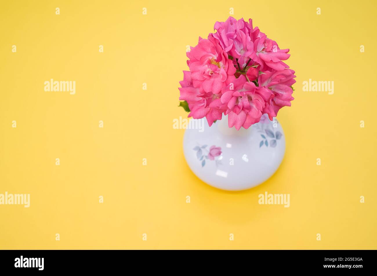 Pink geraniums flowers in a vase on a yellow surface Stock Photo - Alamy