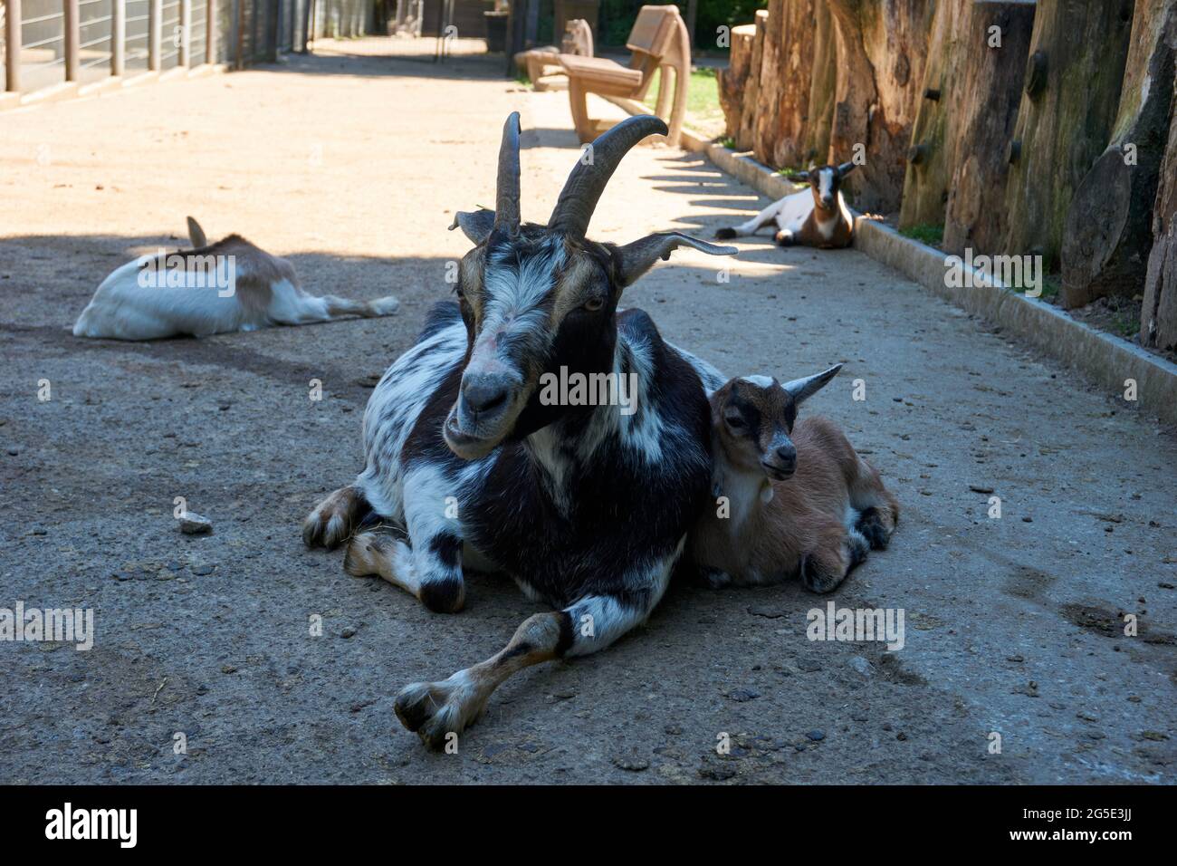 Shot of goats lying on the ground Stock Photo - Alamy