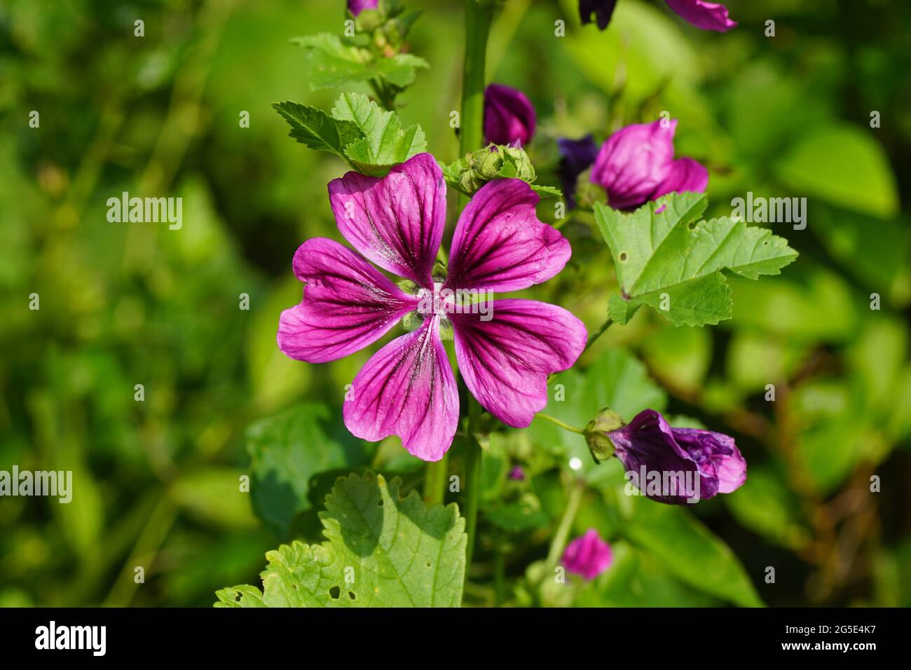 Flowering Common Mallow, High Mallow (Malva sylvestris). Mallow family ...