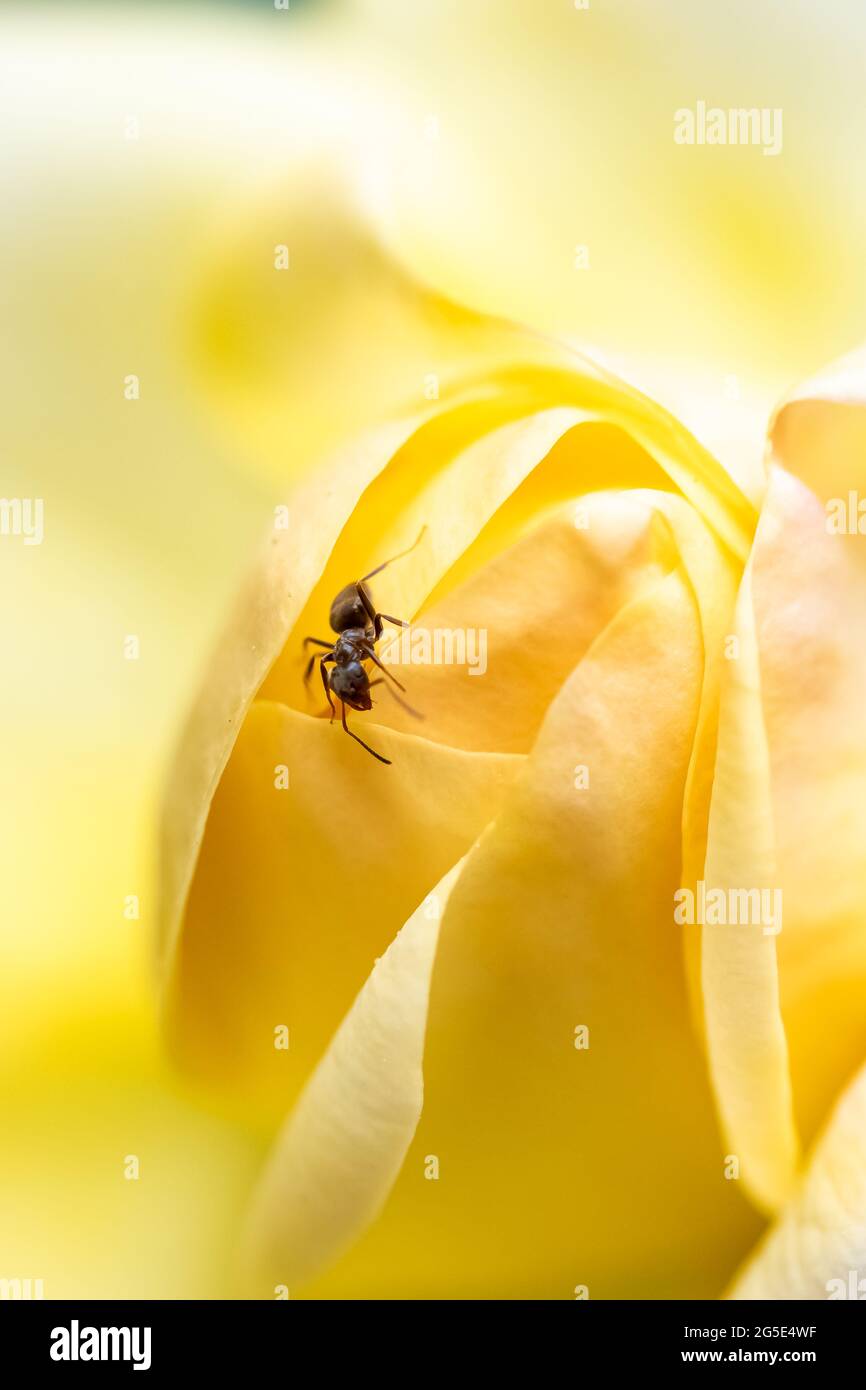 Ant walking on the yellow petals of a rose in spring Stock Photo - Alamy