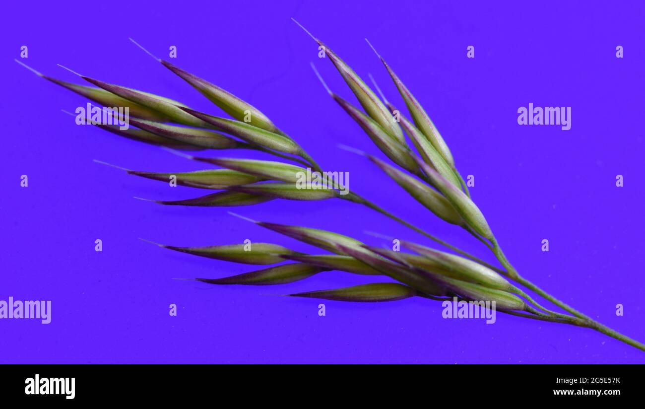 Close up photo of a Karl Forester reed grass (Calamagrostis ssp.) seed ...