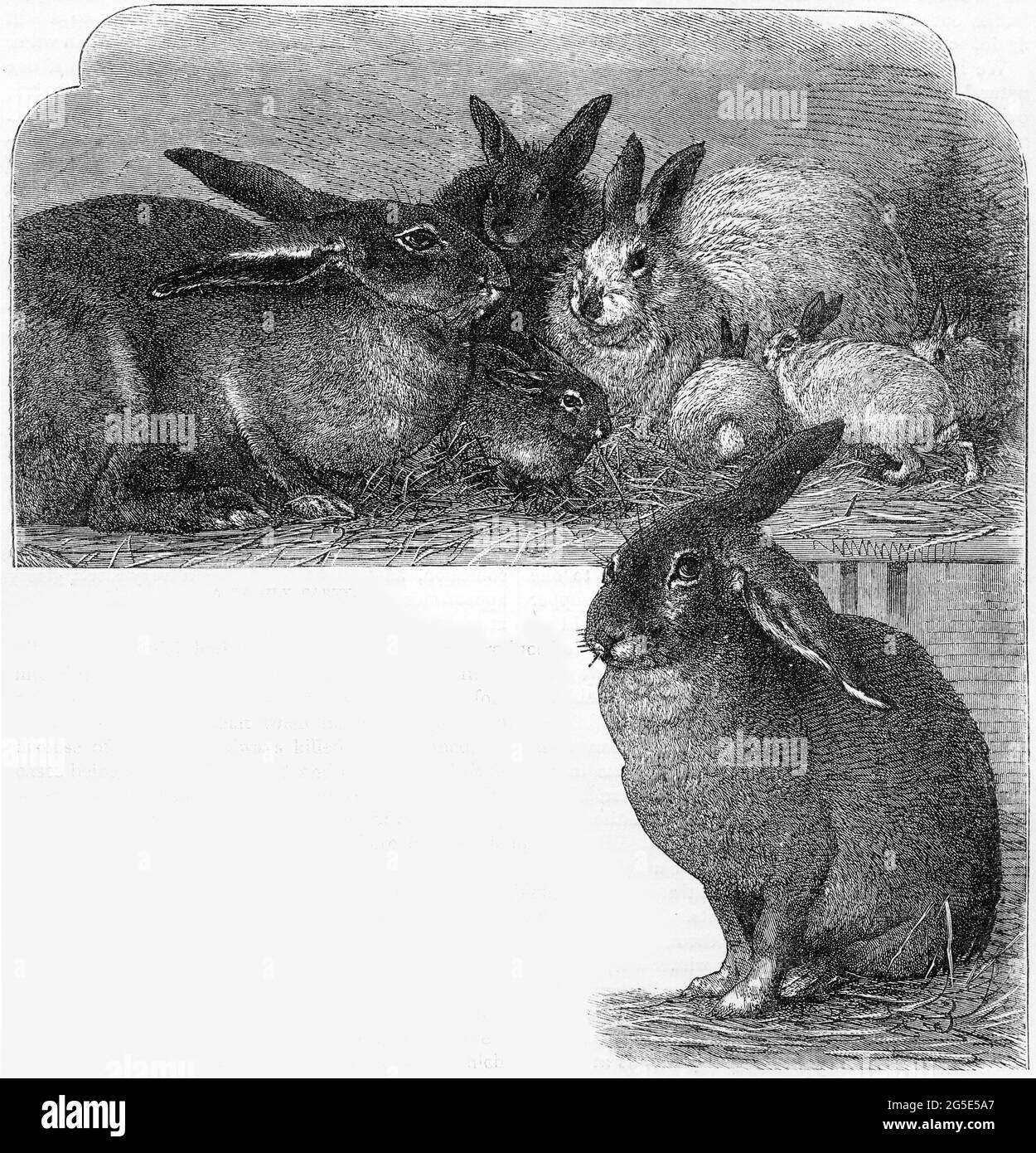 1800s family group hi-res stock photography and images - Alamy