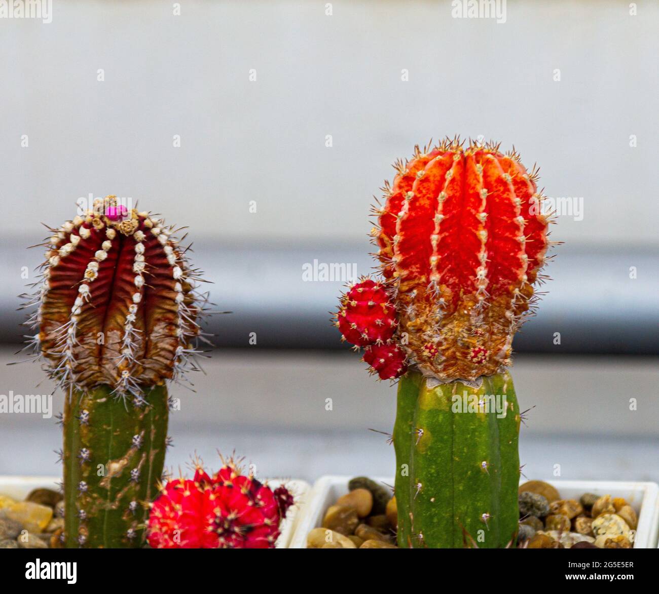 Colored cactus heads. The cactus is red. Colored cacti Stock Photo - Alamy