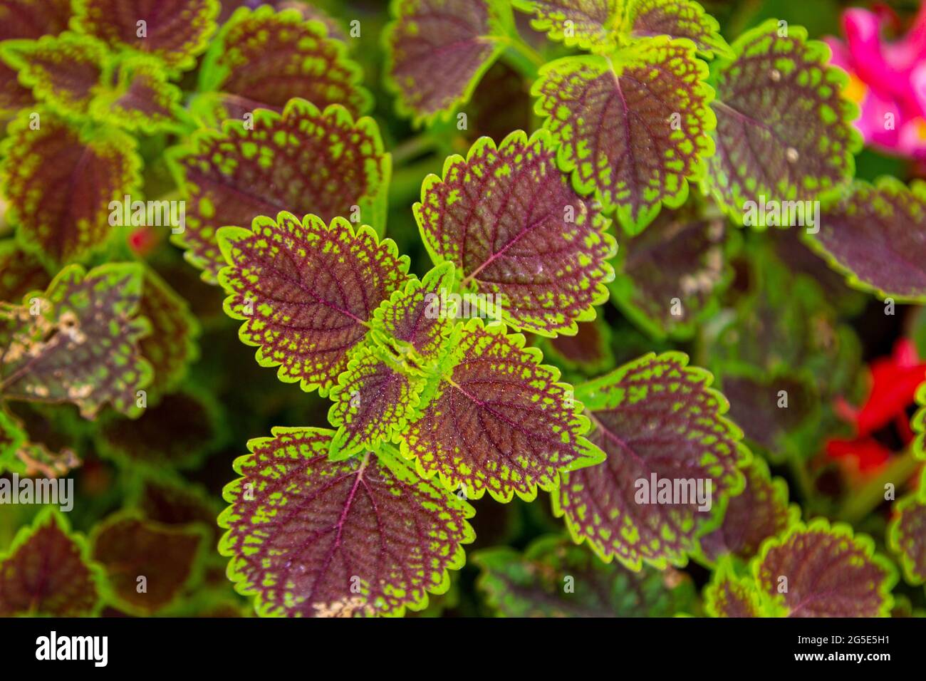 Plant texture. The texture of colored leaves. Green purple leaves Stock ...