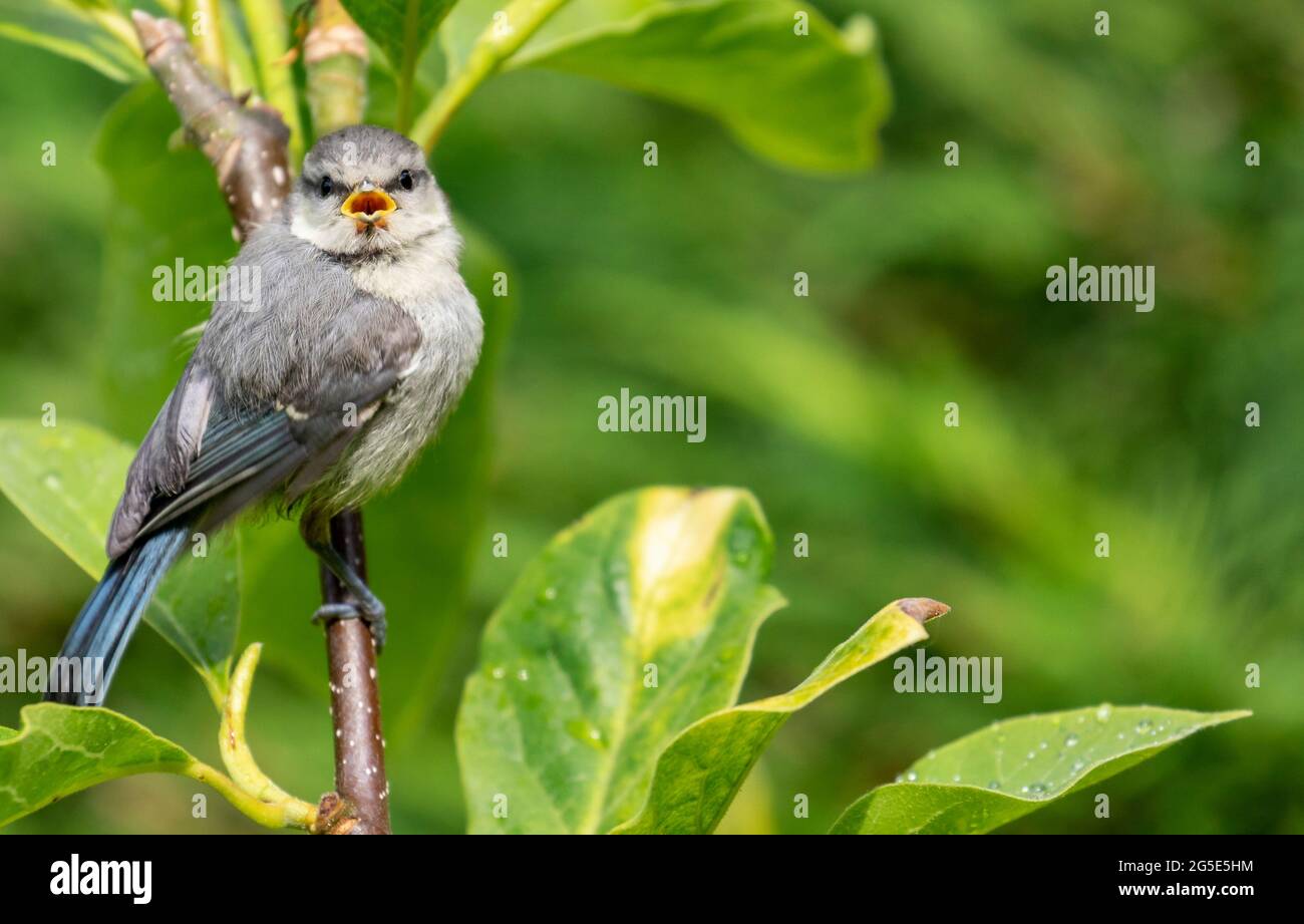 Blue tit fledgling bird, with yellow beak open calling singing for food ...