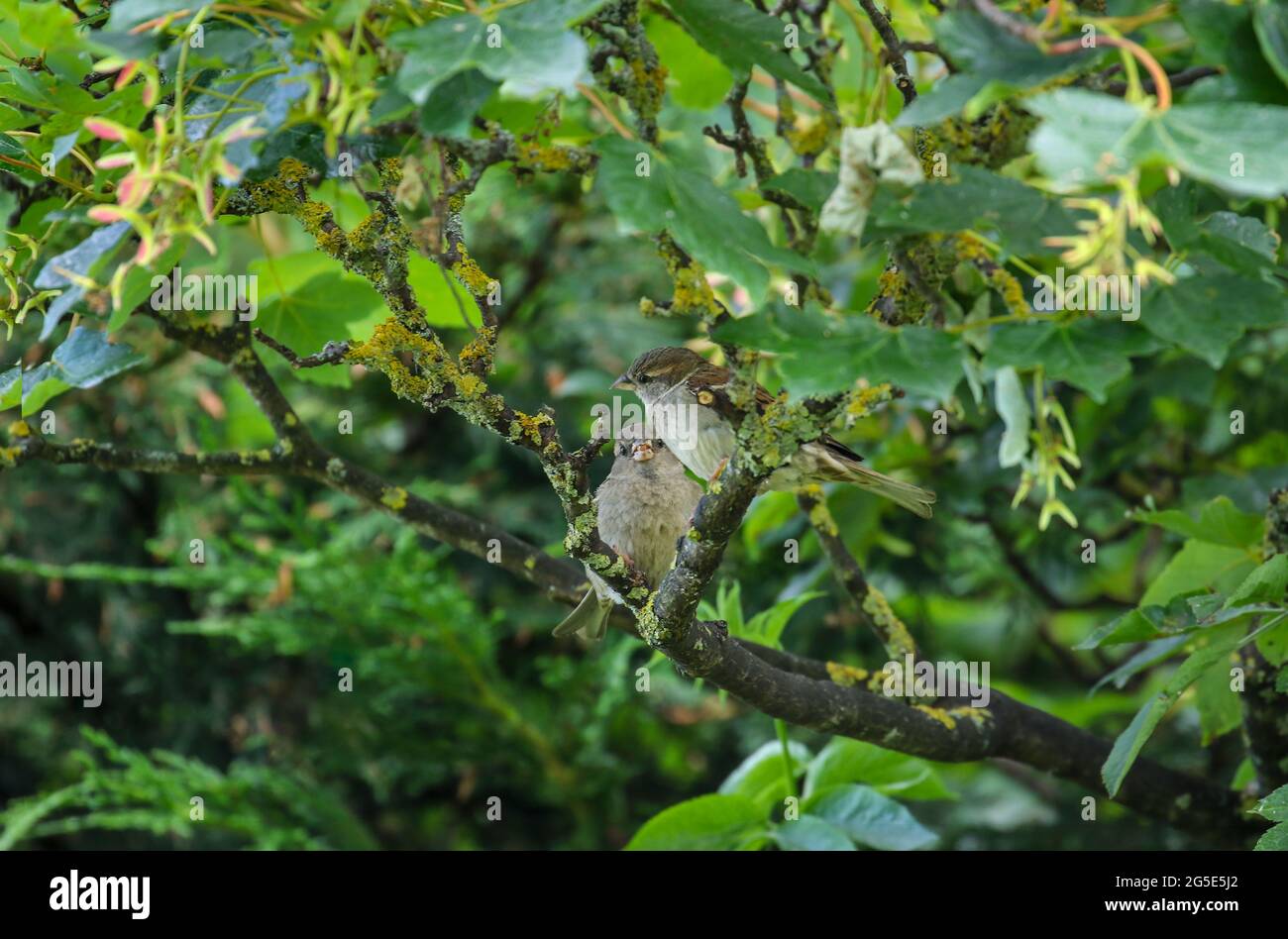 Female sparrow bird "Passer domesticus" with her baby chick, perched on ...