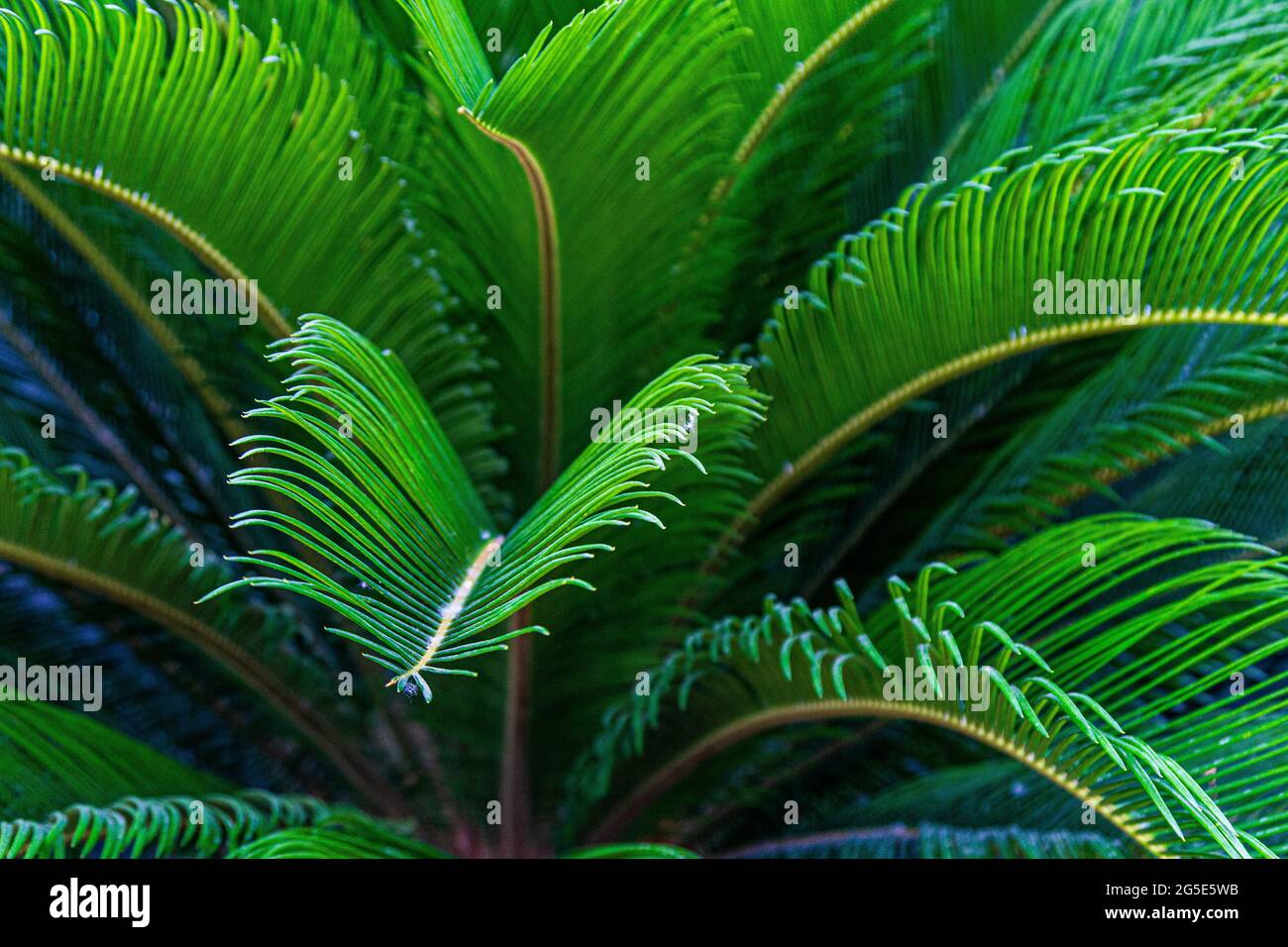 Palm leaves. The leaves of a young palm tree. Room palm Stock Photo - Alamy