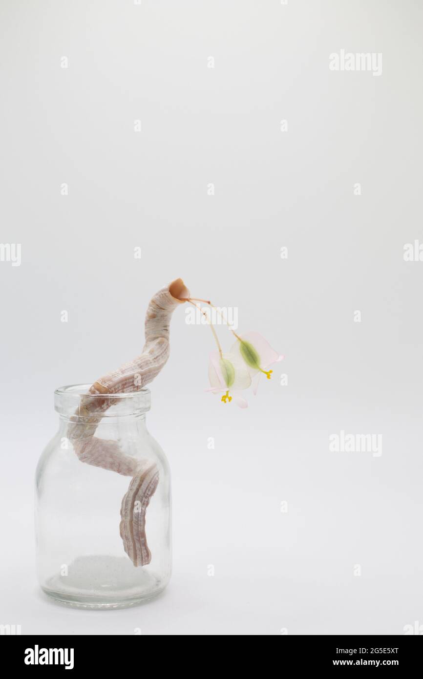 Tiny begonia erythrophylla flowers in a twisted worm shell Stock Photo ...
