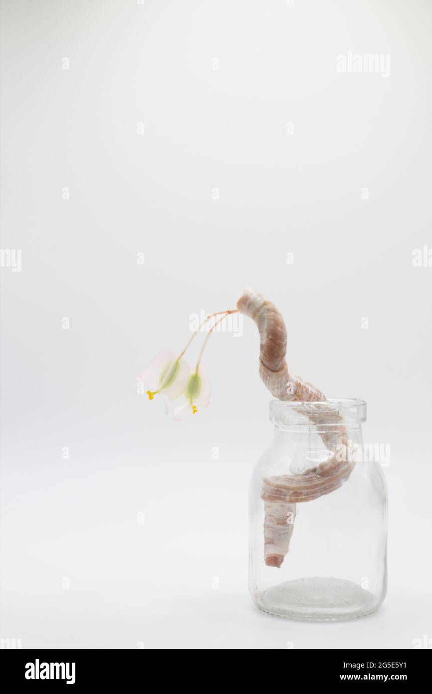 Tiny begonia erythrophylla flowers in a twisted worm shell Stock Photo ...