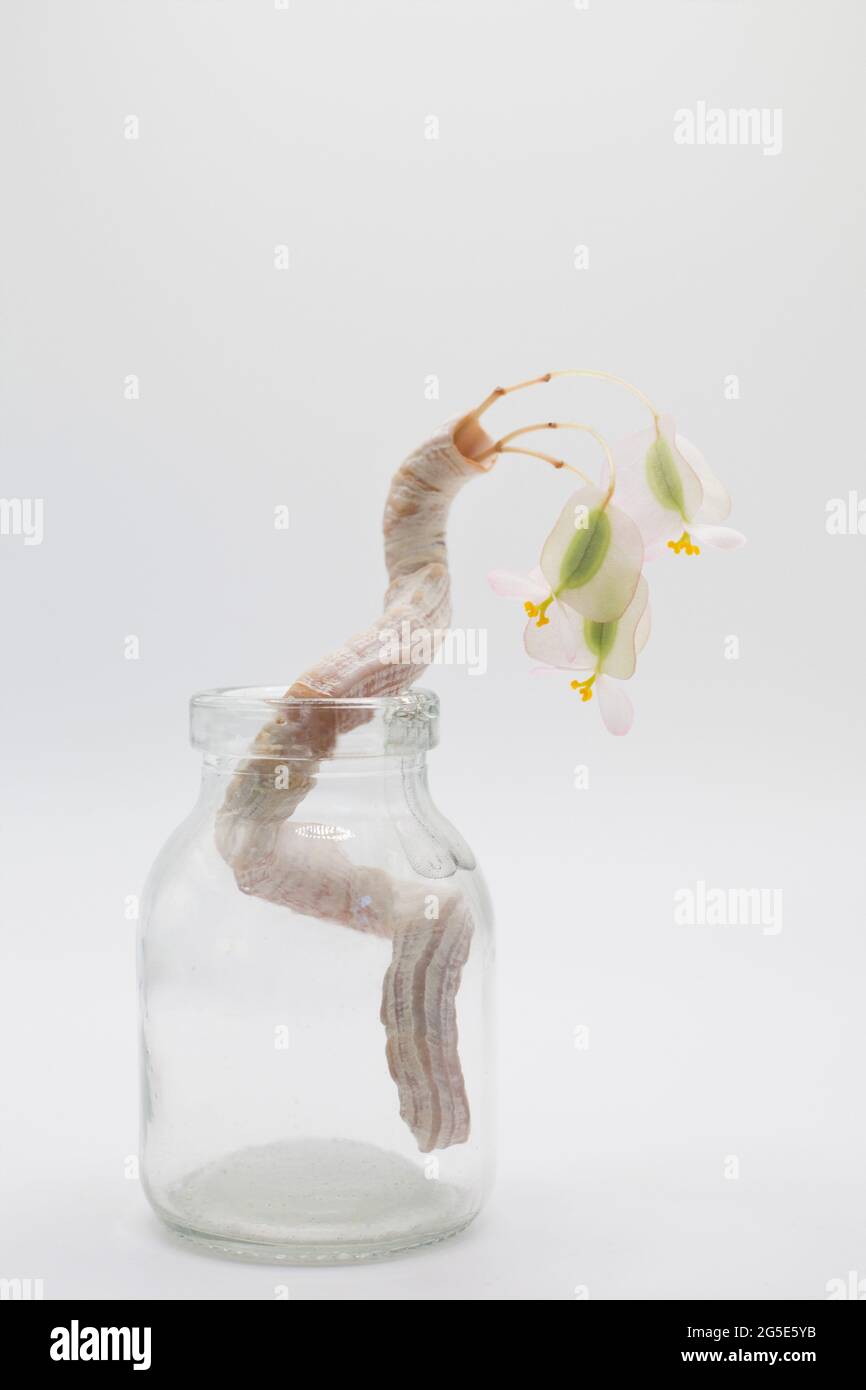 Tiny begonia erythrophylla flowers in a twisted worm shell Stock Photo ...