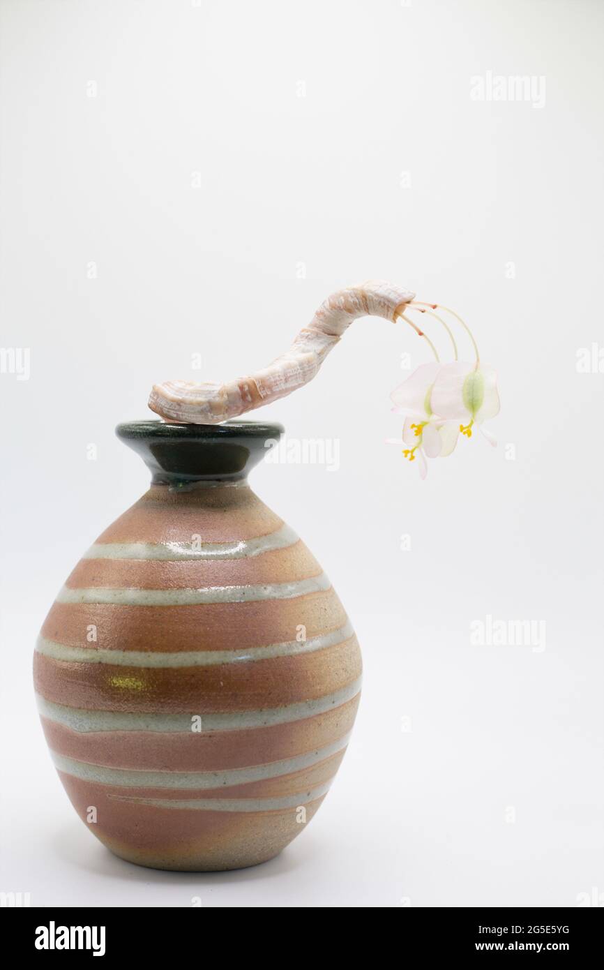 Tiny begonia erythrophylla flowers in a twisted worm shell Stock Photo ...